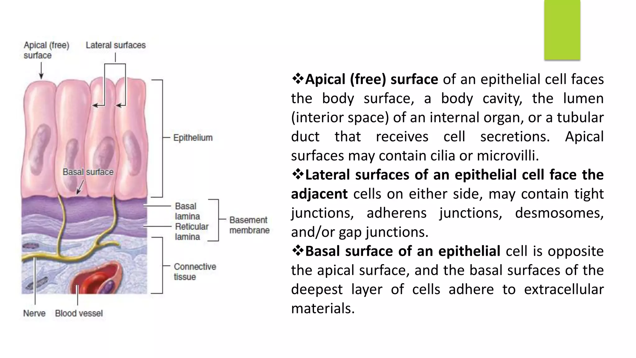 Types of tissues | PPT