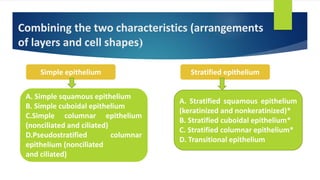 Types of tissues | PPT