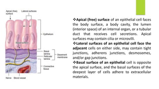 Types of tissues | PPT
