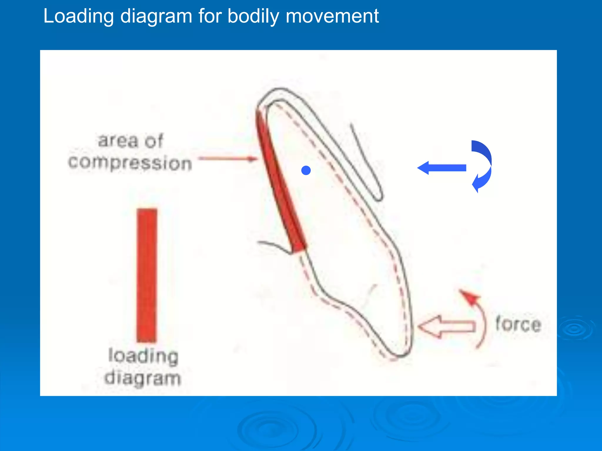 Types of tooth movement in orthodontics (4th BDS) | PPTX