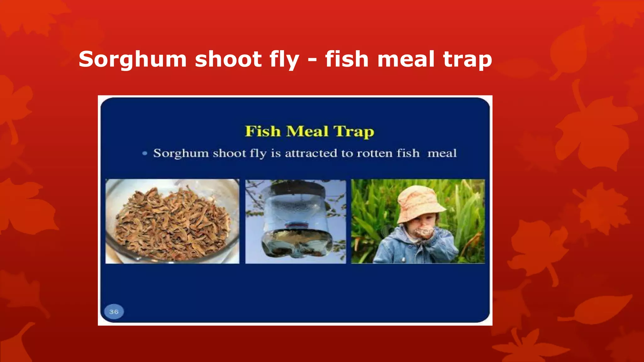 Types of trap | PPTX