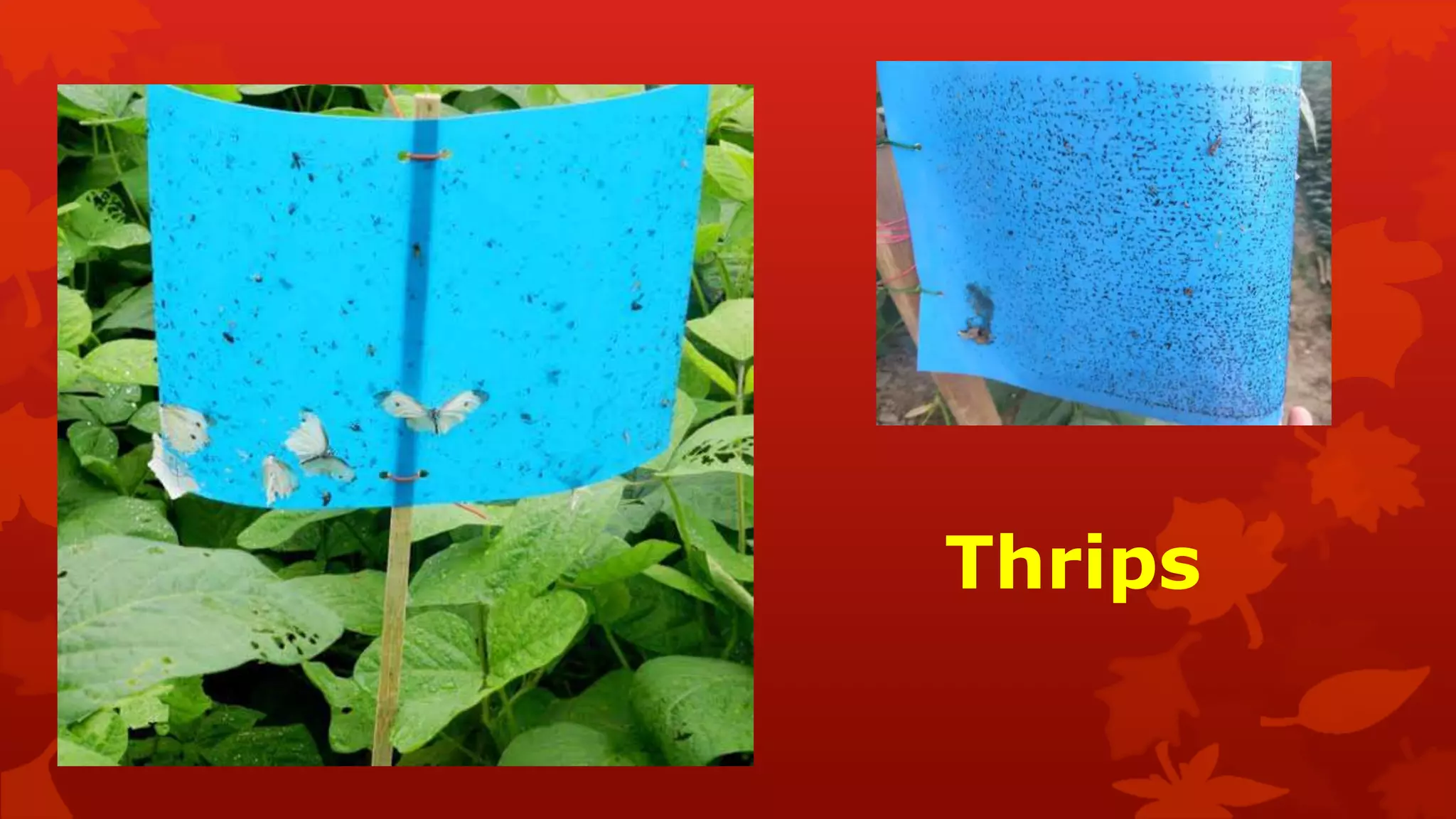 Types of trap | PPTX