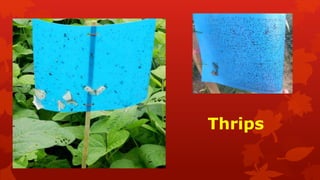 Types of trap | PPTX