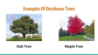 Assignment: Types of Trees Suitable for Tropical Weather | PPTX ...