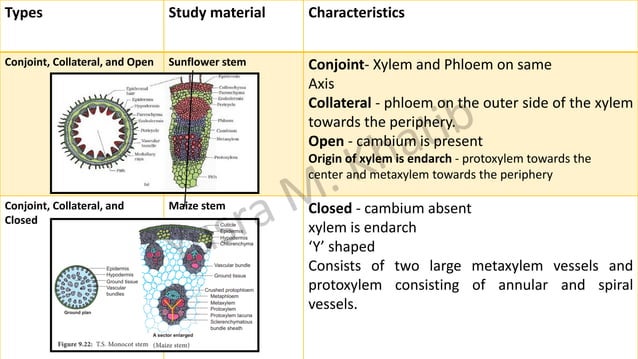 Types of vascular bundles | PDF