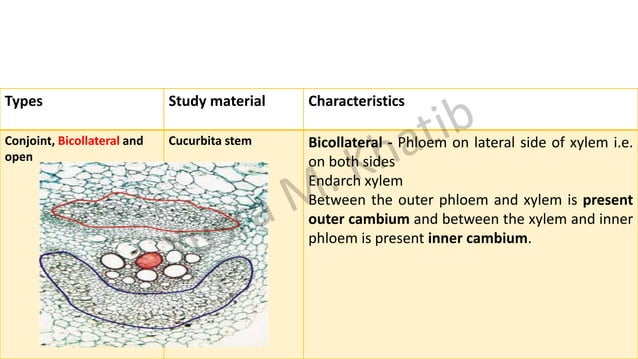Types of vascular bundles | PDF