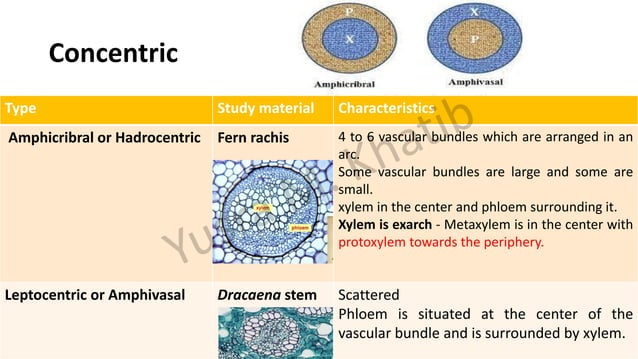 Types of vascular bundles