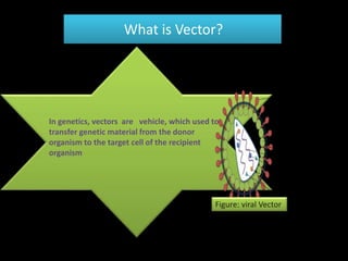Types of vector | PPT