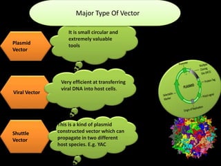 Types of vector | PPT