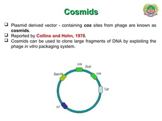 Types of cloning Vectors for gene transfer | PPT
