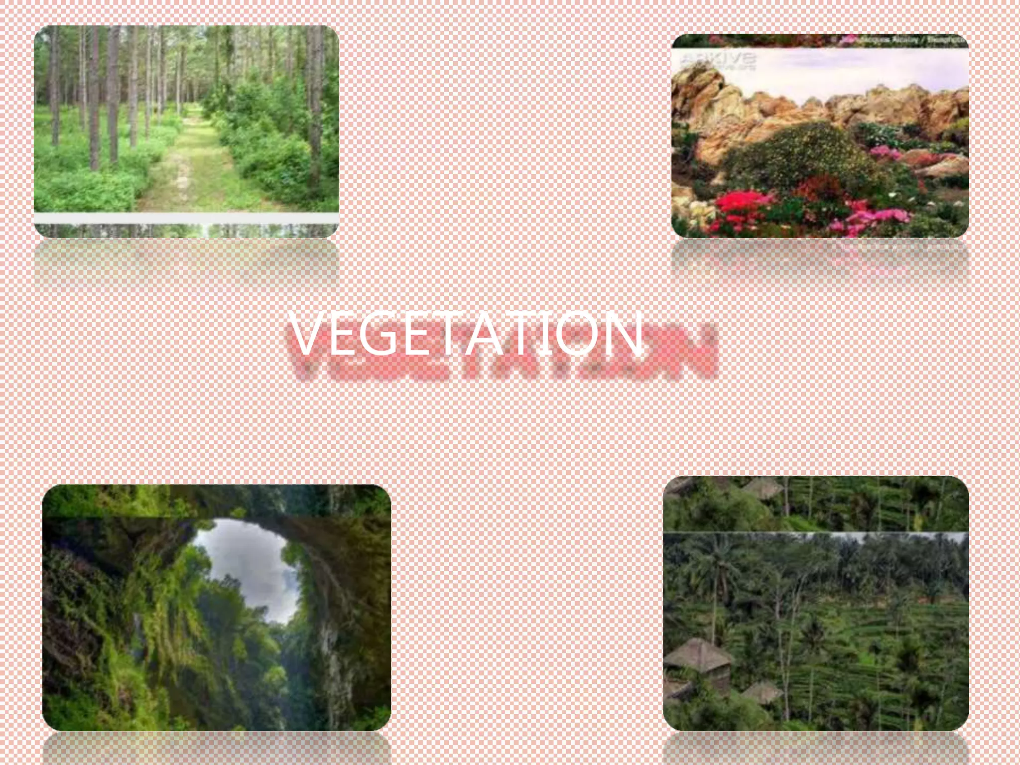 Types of vegetation2 | PPTX