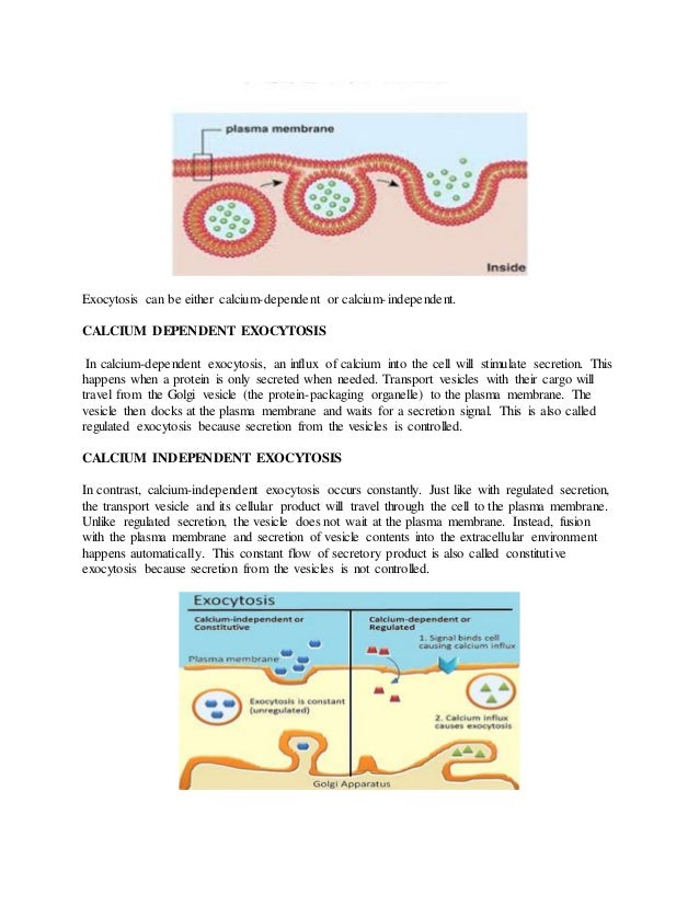 Transport Vesicles
