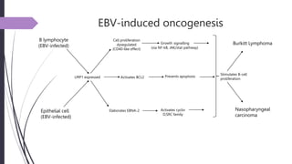 types of viruses.pptx