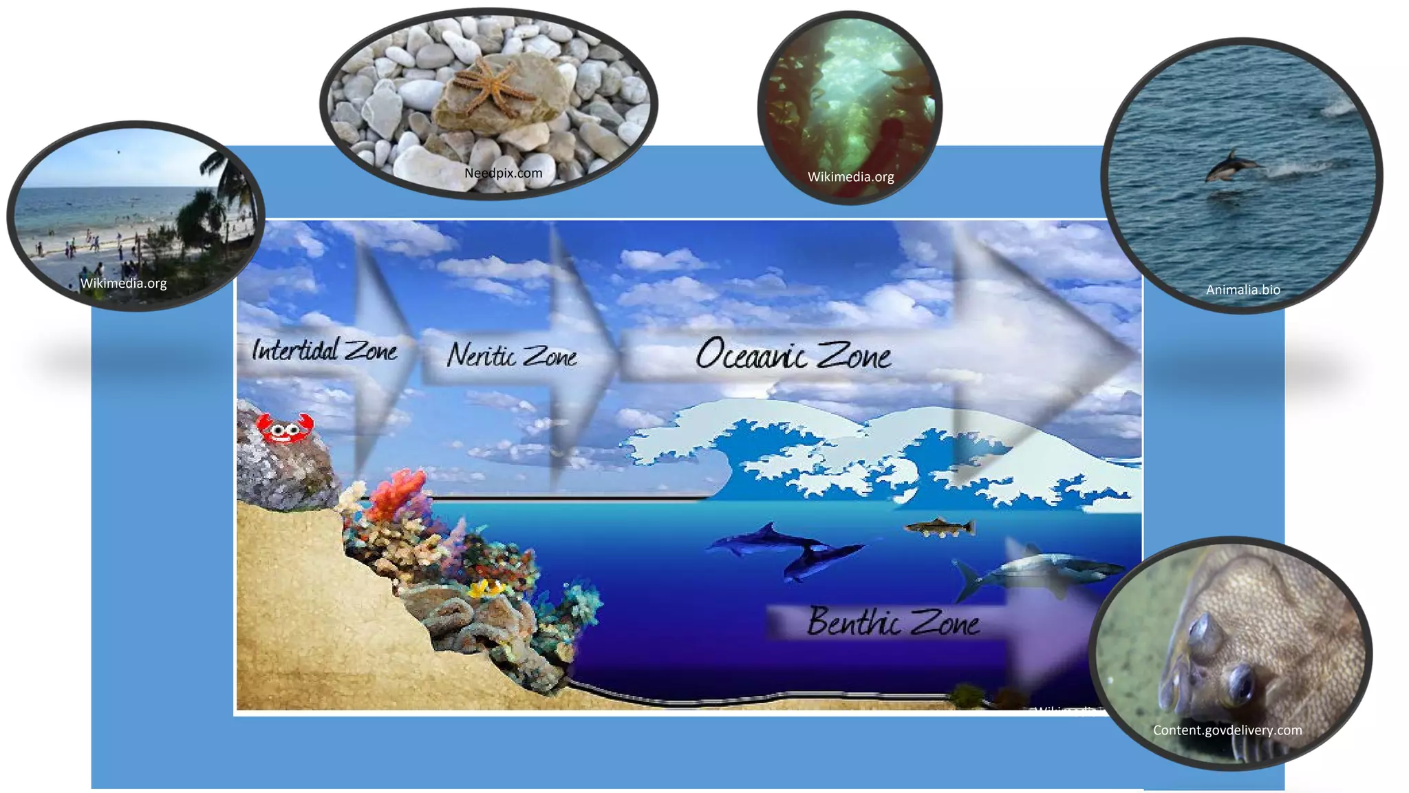 Types of water bodies marine water | PDF