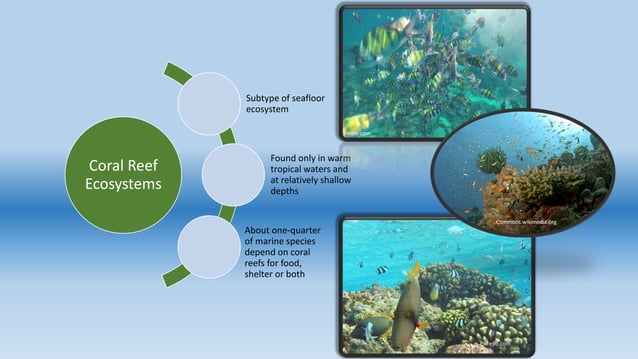 Types of water bodies marine water | PDF | Geography | Science