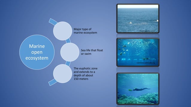 Types of water bodies marine water | PDF | Geography | Science