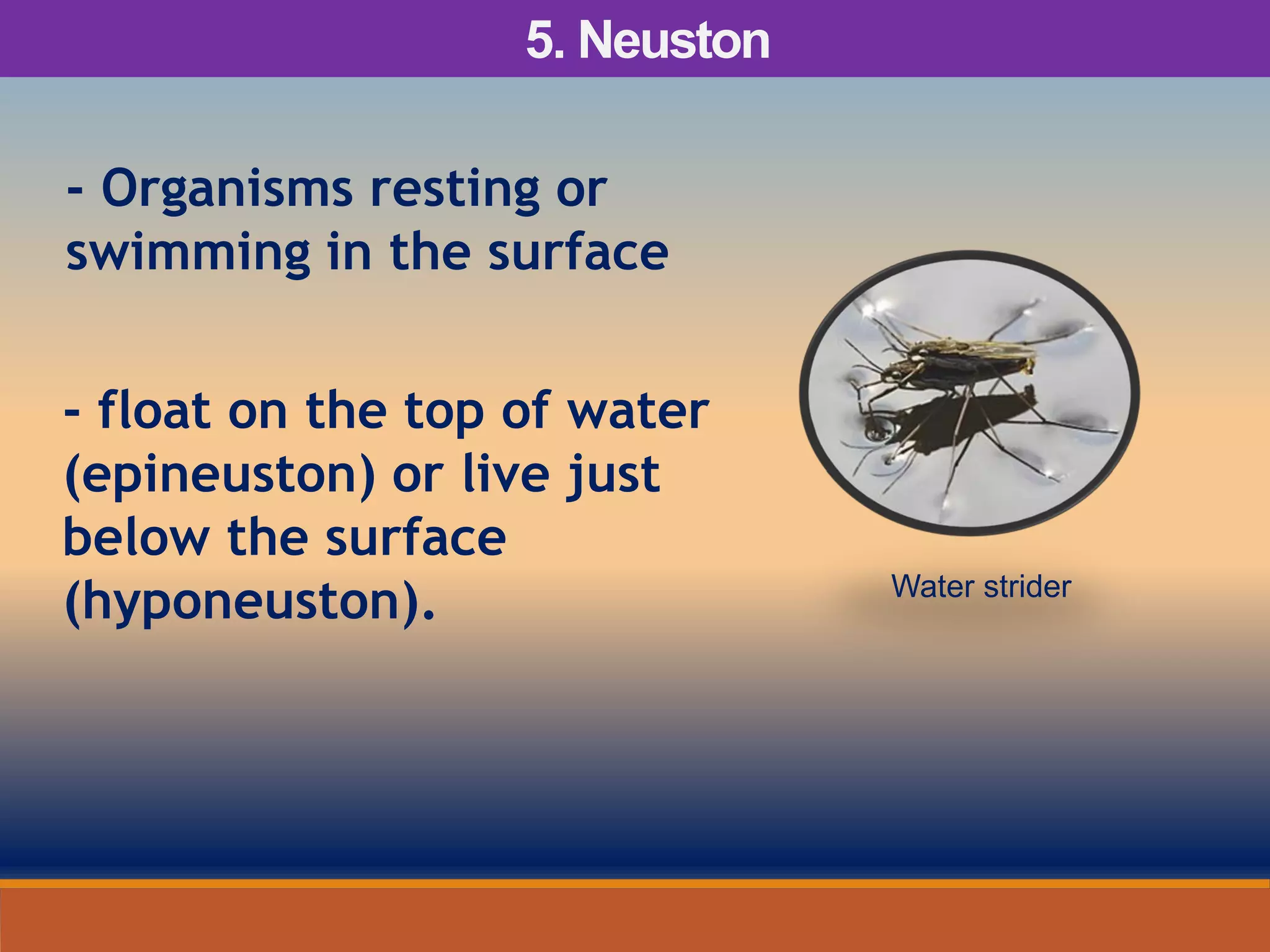 Types of water body : Freshwater body | PDF