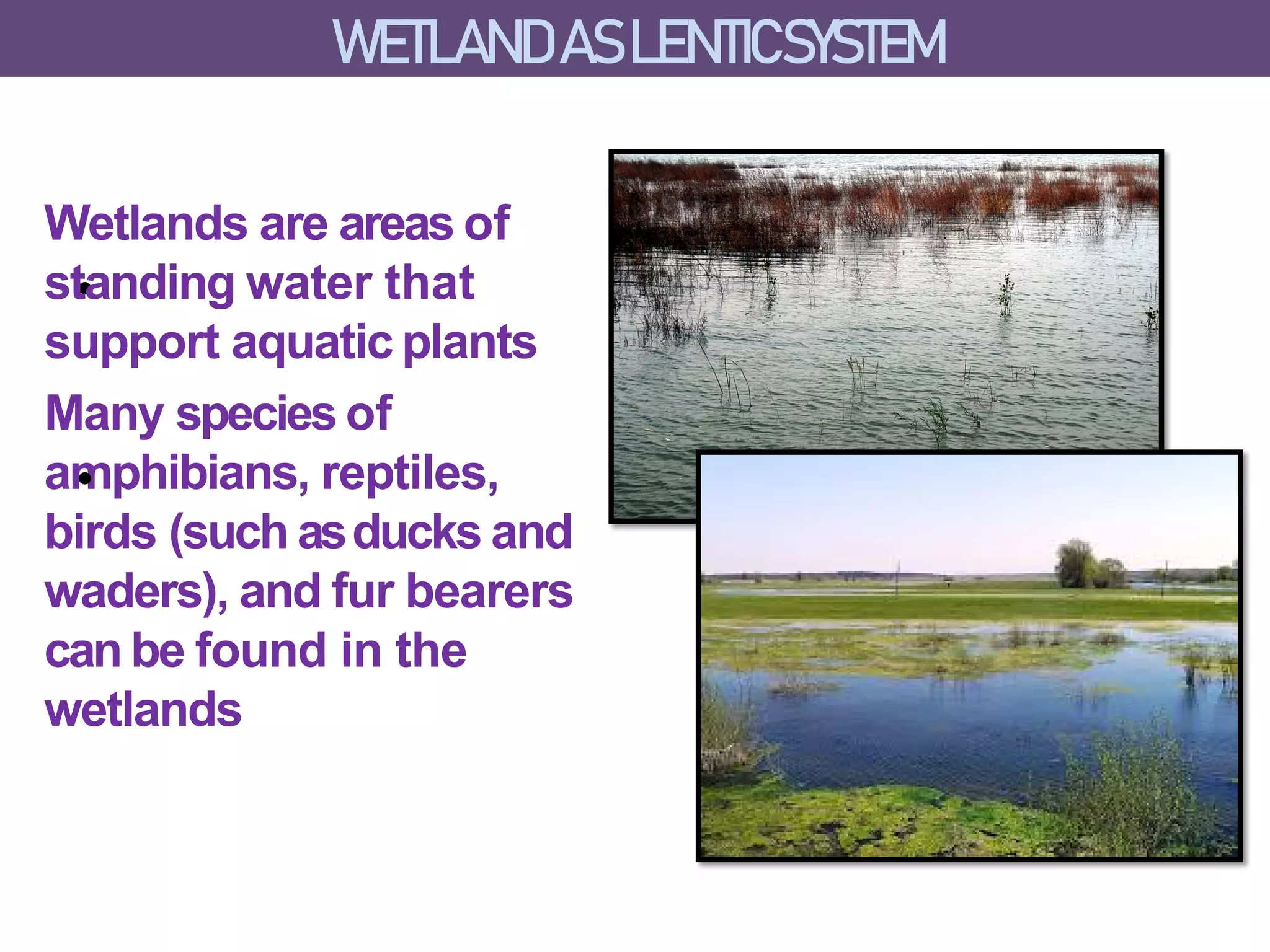 Types of water body : Freshwater body | PDF