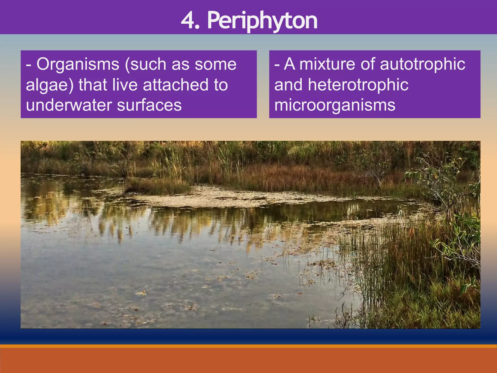 Types of water body : Freshwater body | PDF