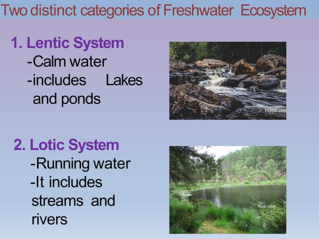 Types of water body : Freshwater body | PDF