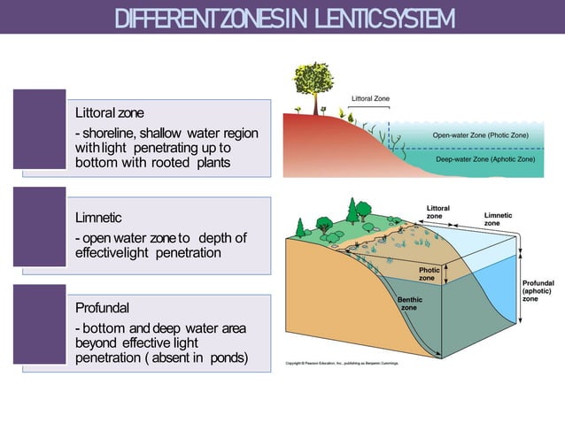 Types of water body : Freshwater body | PDF
