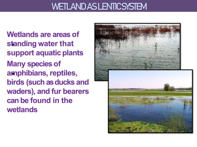 Types of water body : Freshwater body | PDF