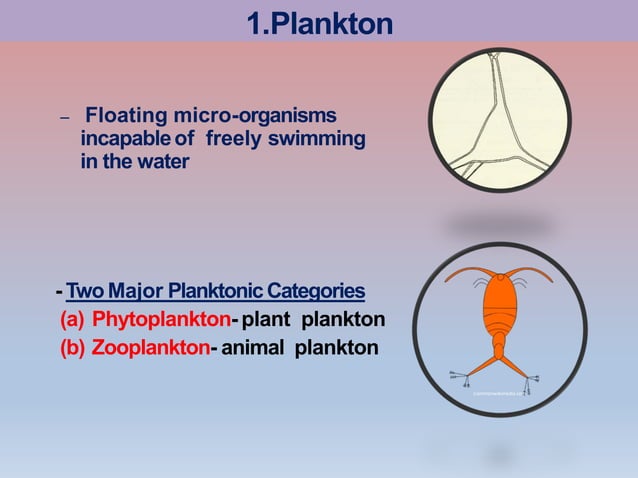 Types of water body : Freshwater body | PDF