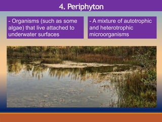 Types of water body : Freshwater body | PDF