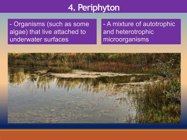 Types of water body : Freshwater body | PDF
