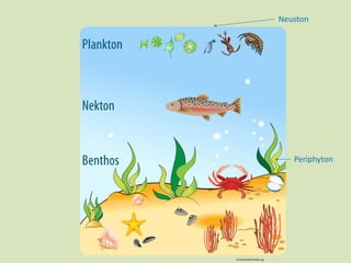 Freshwater Benthic Organisms