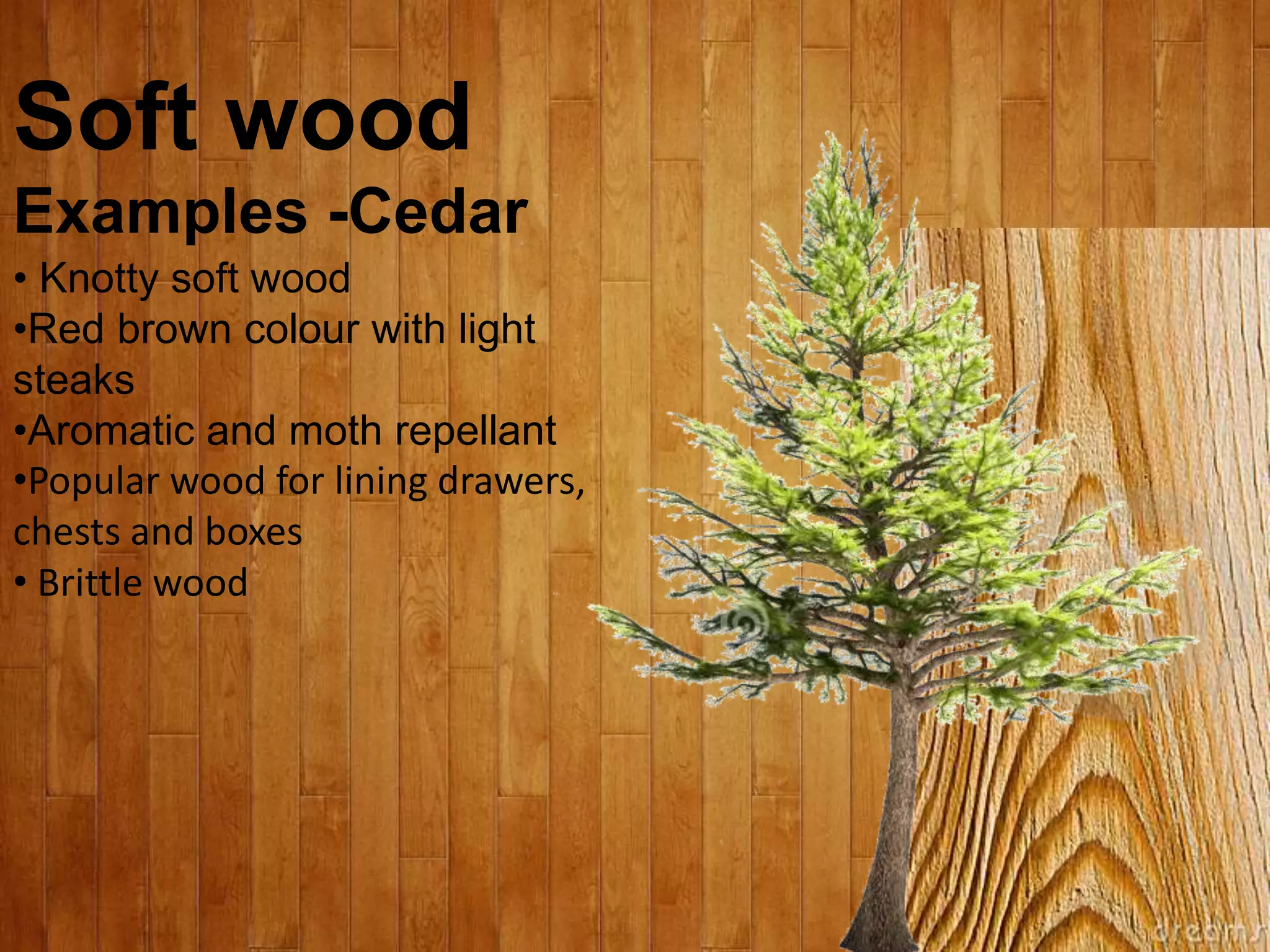 Types of wood.pdf