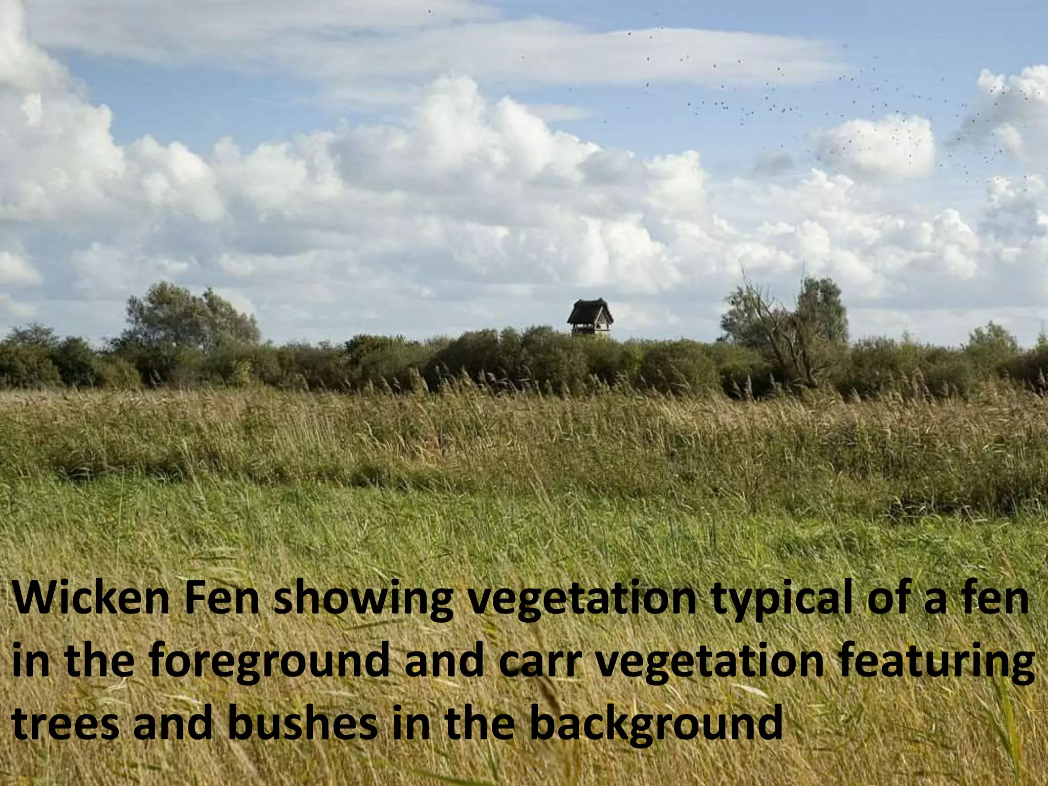 Types of wetlands and wetland formation | PPTX