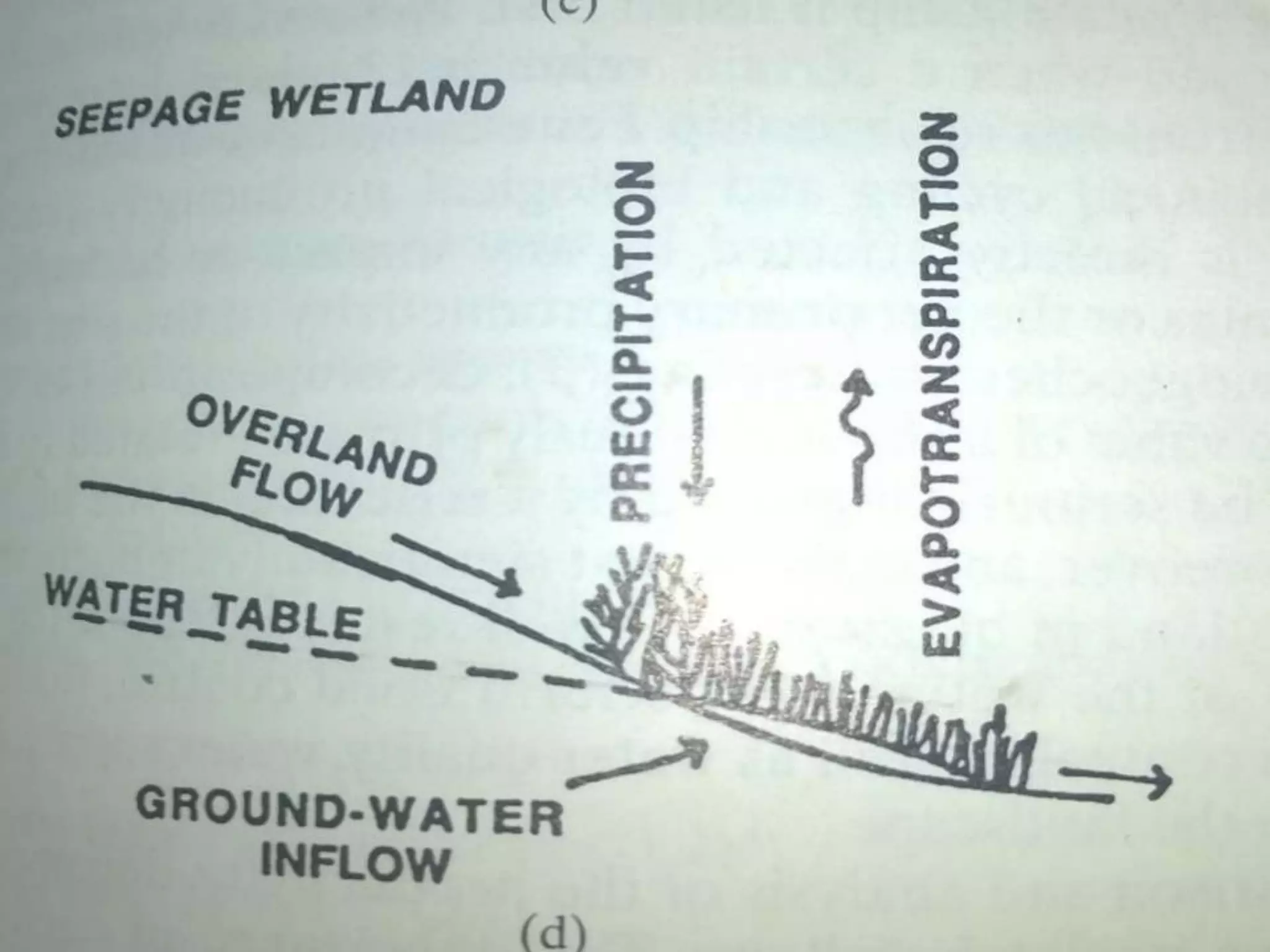 Types of wetlands and wetland formation | PPTX