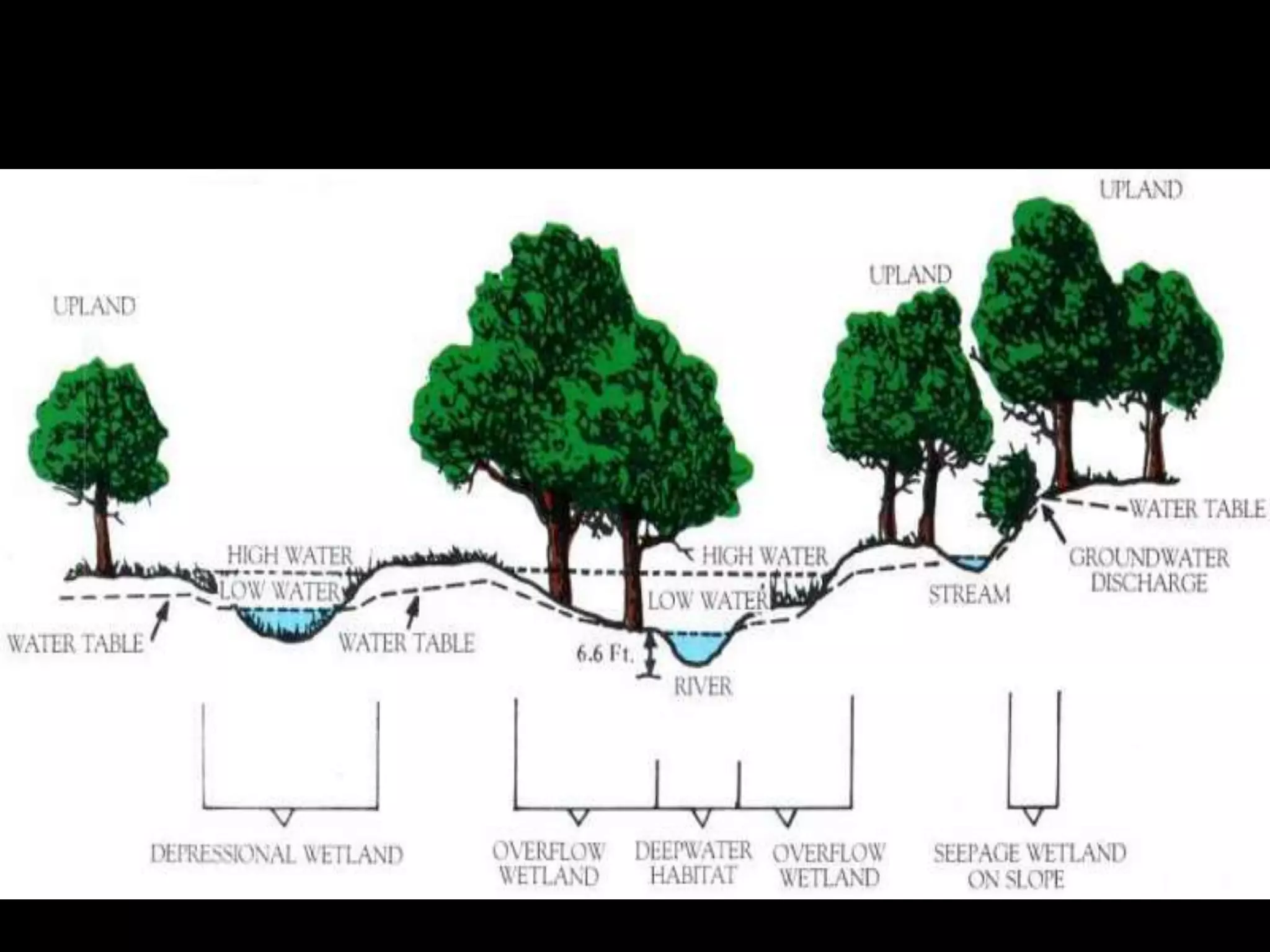 Types of wetlands and wetland formation | PPTX