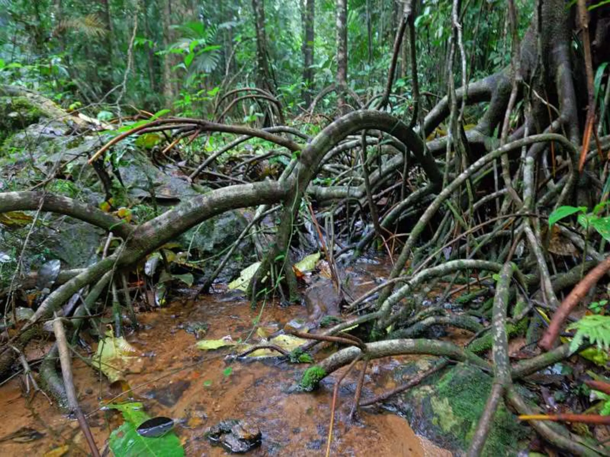 Types of wetlands and wetland formation | PPTX