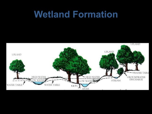 Types of wetlands and wetland formation | PPTX