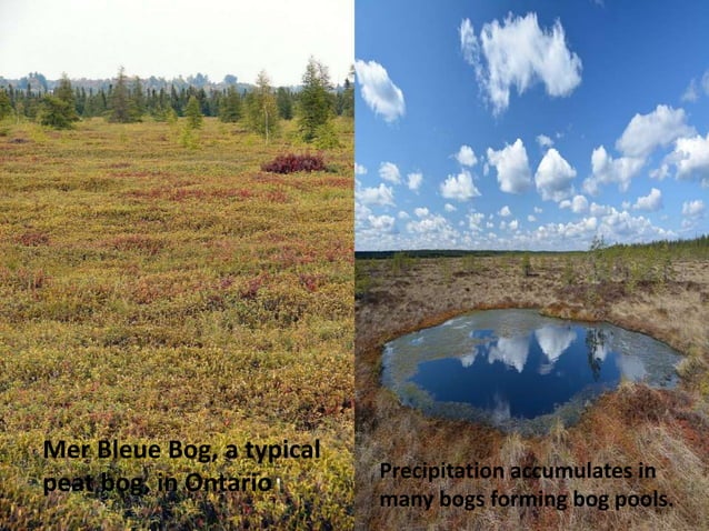 Types of wetlands and wetland formation | PPTX