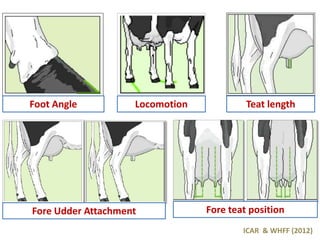 Type Traits in Animal Genetics & Breeding Research | PPTX | Large ...