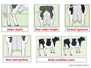 Type Traits in Animal Genetics & Breeding Research | PPTX | Large ...