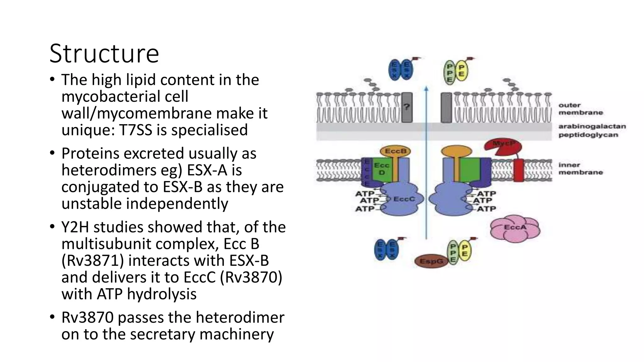 Type VII secretion system | PPTX