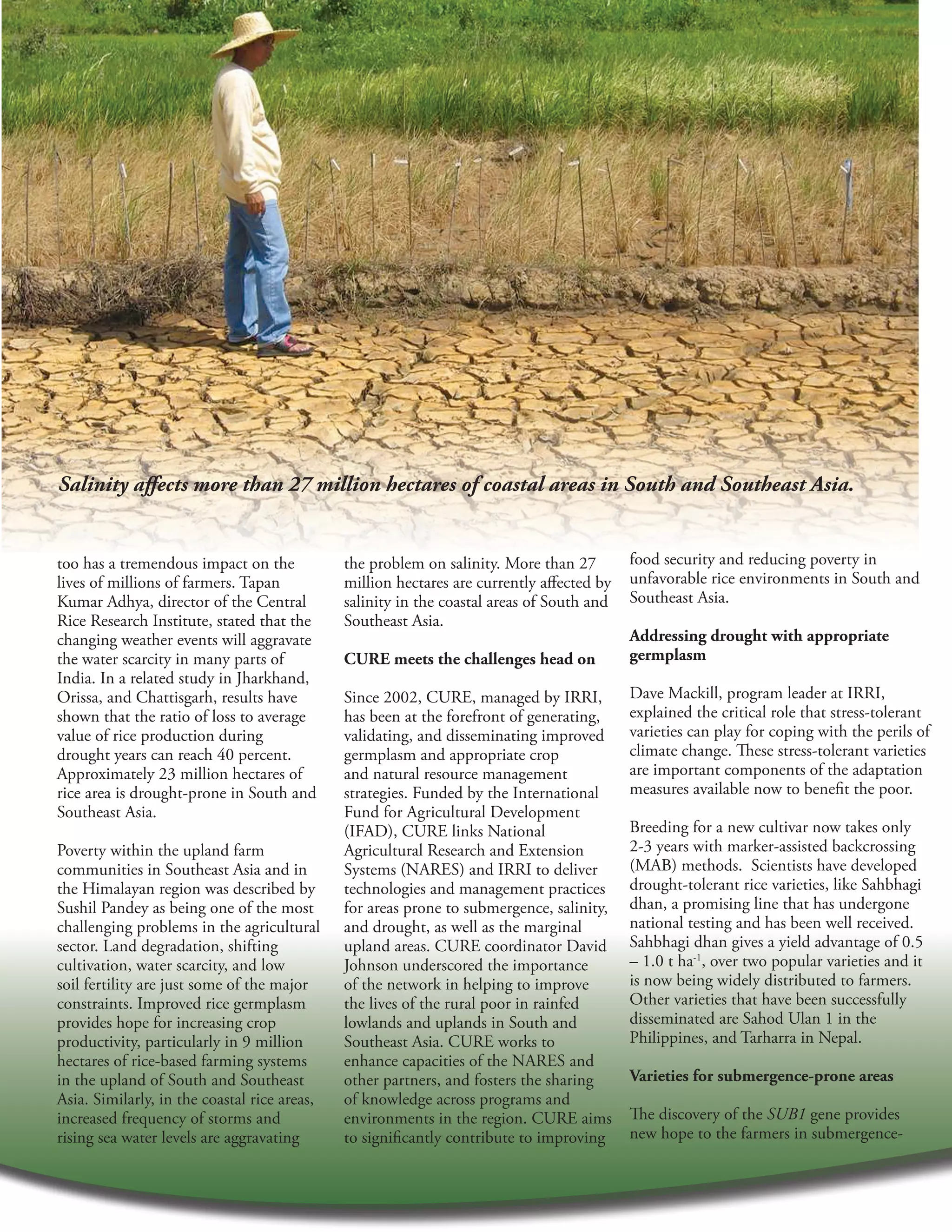 Developing “Climate-ready” rice to safeguard livelihoods in the fragile ...