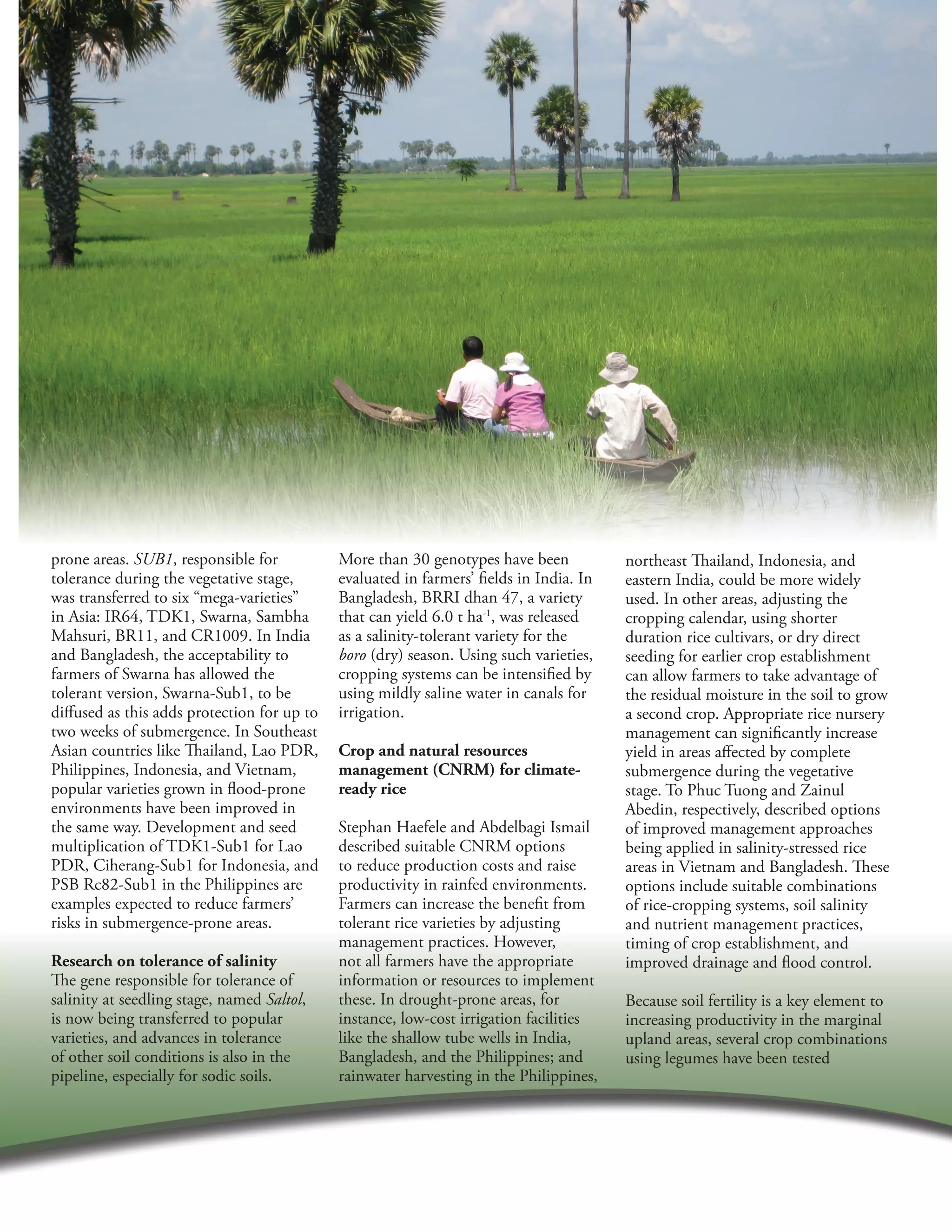 Developing “Climate-ready” rice to safeguard livelihoods in the fragile ...