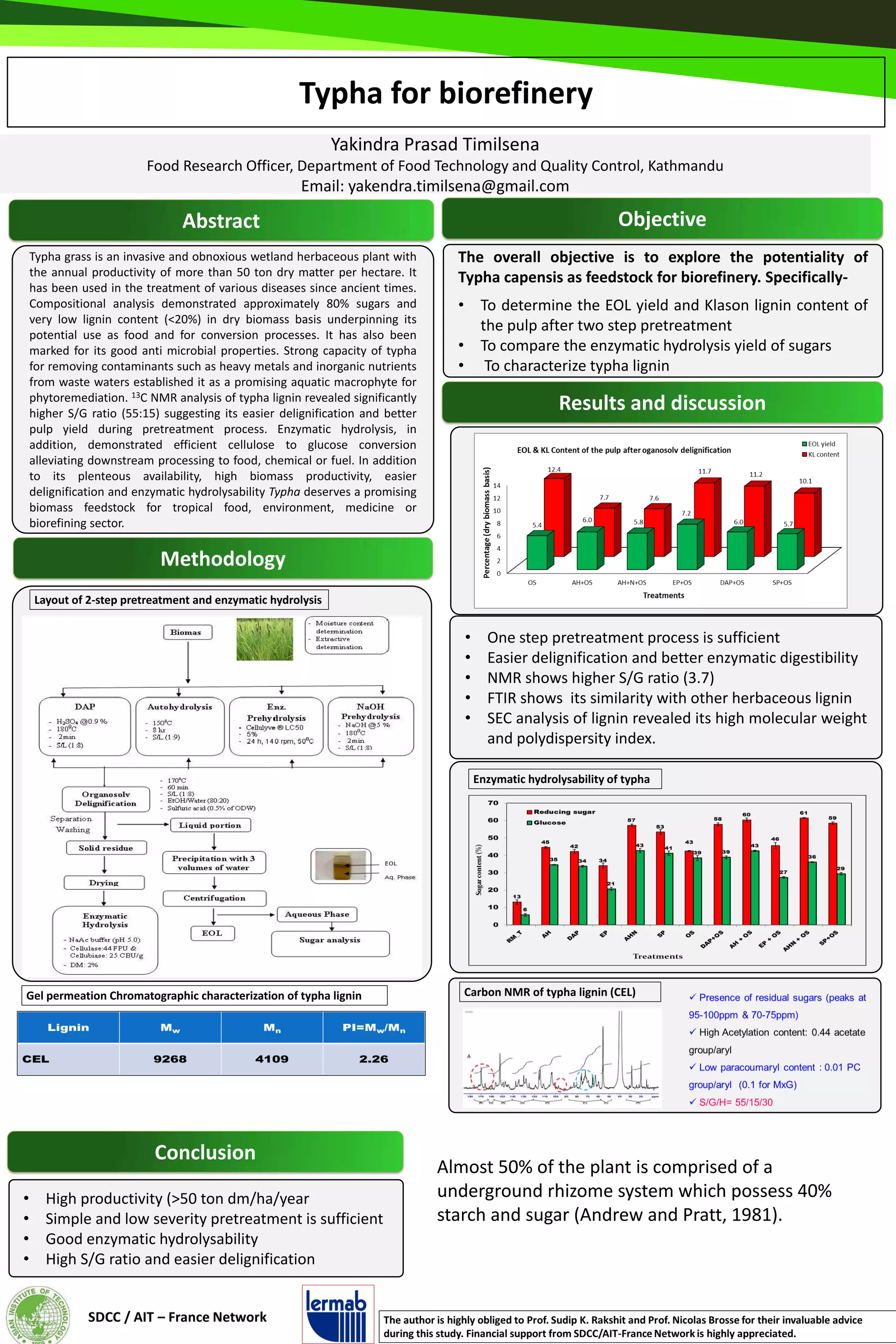 Typha capensis | PPTX