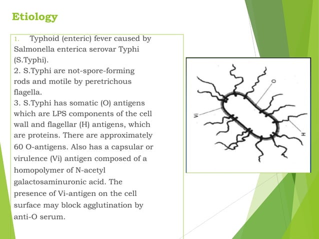 Typhoid and paratyphoid | PPT