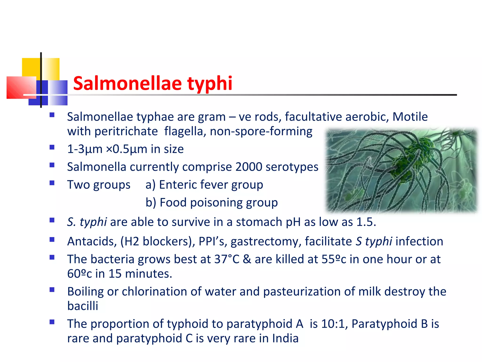 Typhoid | PPT