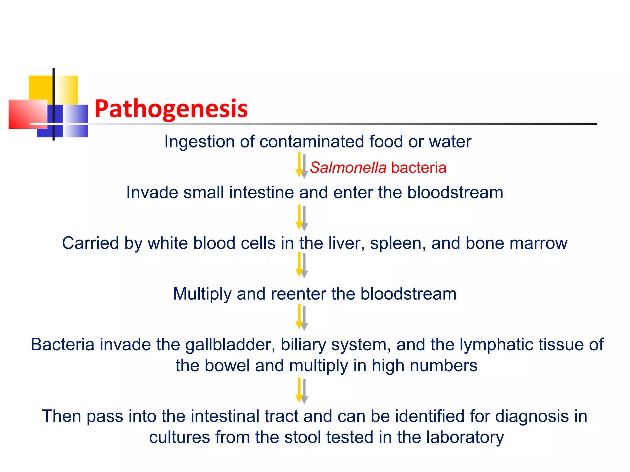 Typhoid | PPT