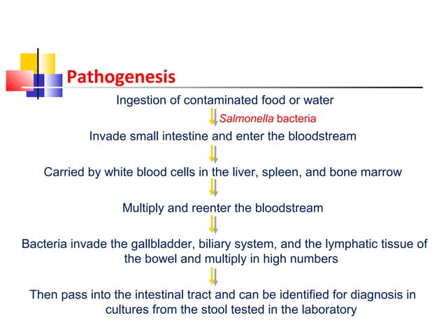 Typhoid | PPT | Infectious Diseases | Diseases and Conditions