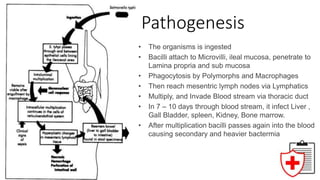 Typhoid Fever - Enteric Fever | PPTX