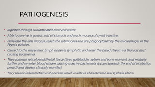 typhoid.pptx