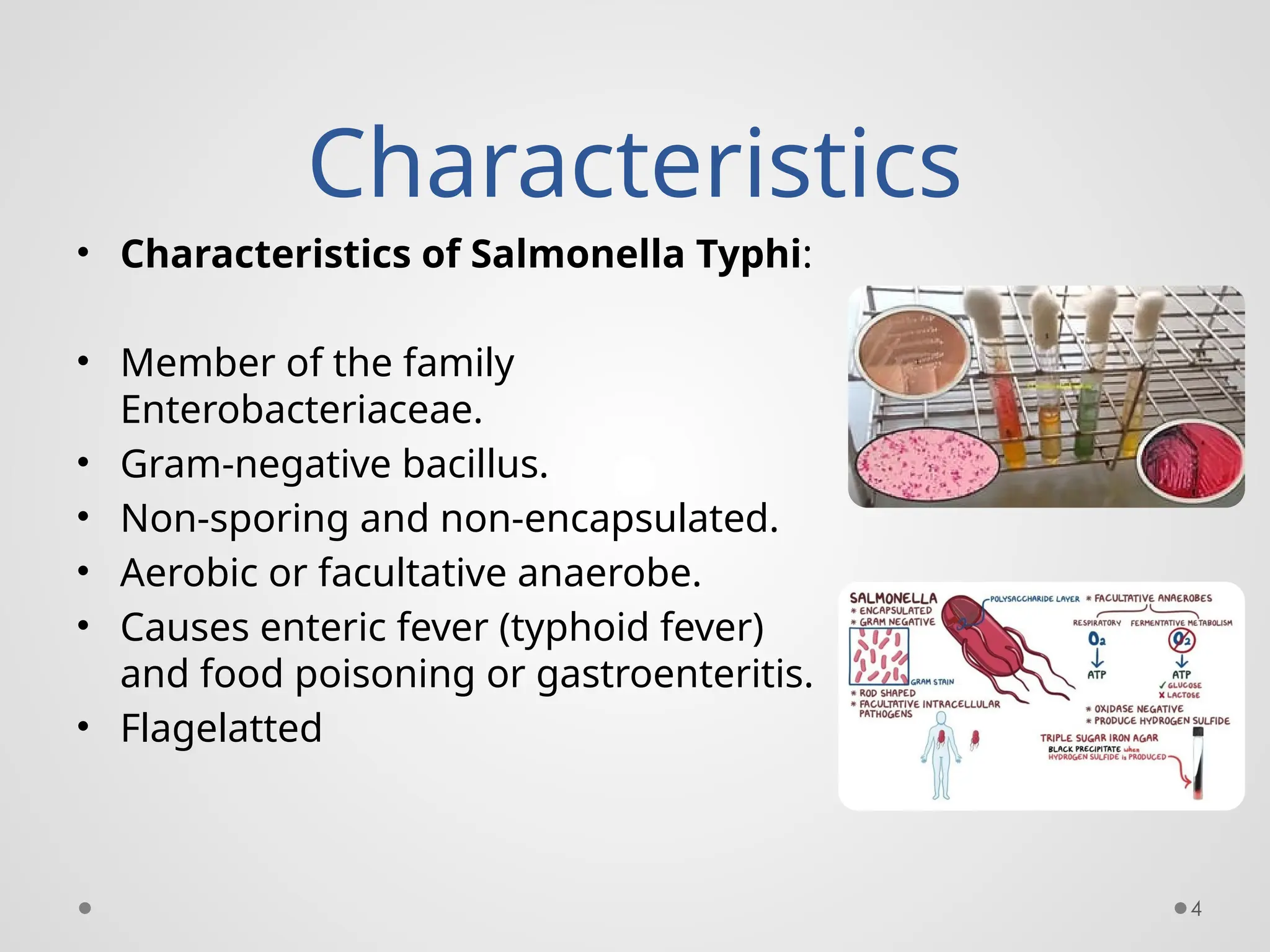 Typhoid fever.( Agent,Characteristics,Cause,Symptoms,Dignosis,Treatment ...